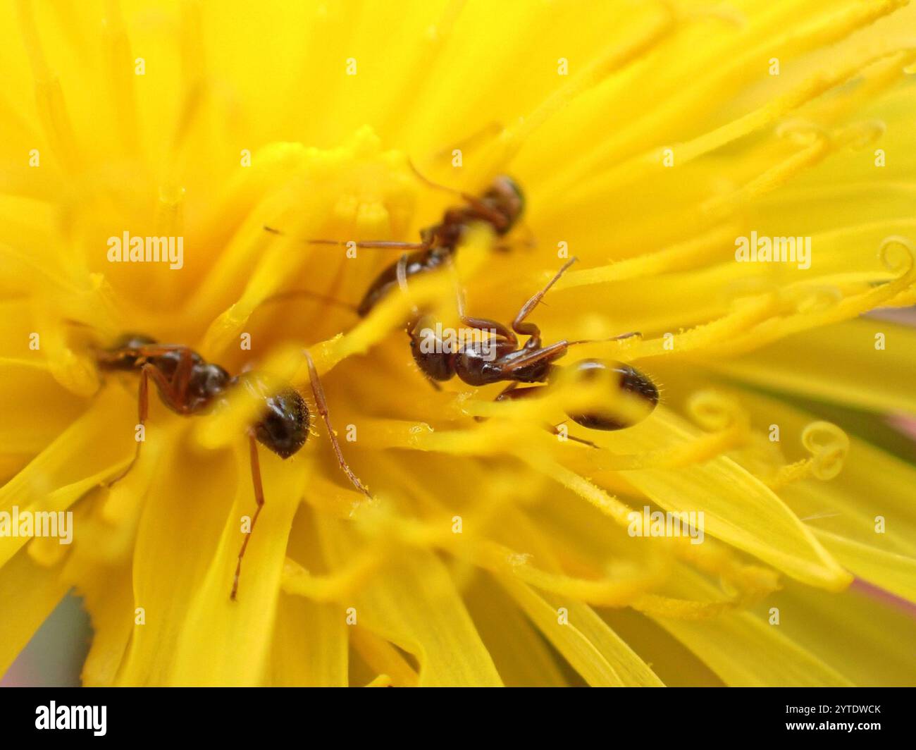 New World Black Ant (Formica neogagates Stock Photo - Alamy
