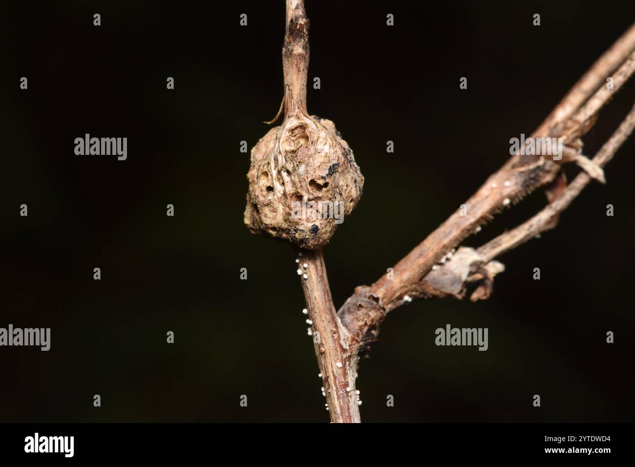 thimbleberry gallmaker (Diastrophus kincaidii Stock Photo - Alamy