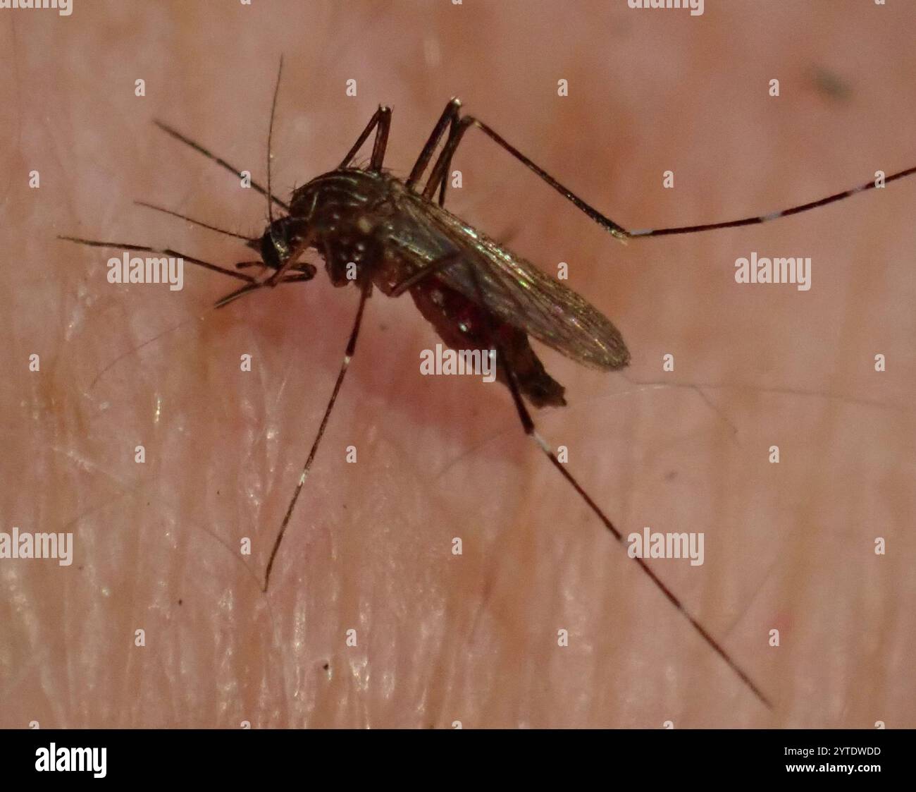 Aedes notoscriptus hi-res stock photography and images - Alamy