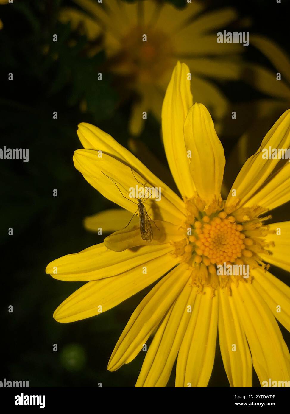 Winter Crane Flies (Trichoceridae Stock Photo - Alamy