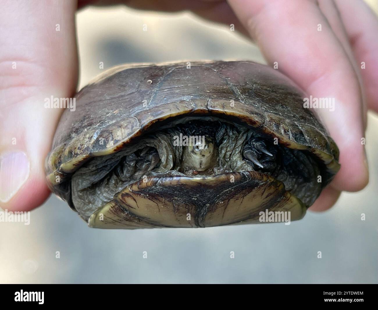 Eastern Mud Turtle (Kinosternon subrubrum Stock Photo - Alamy