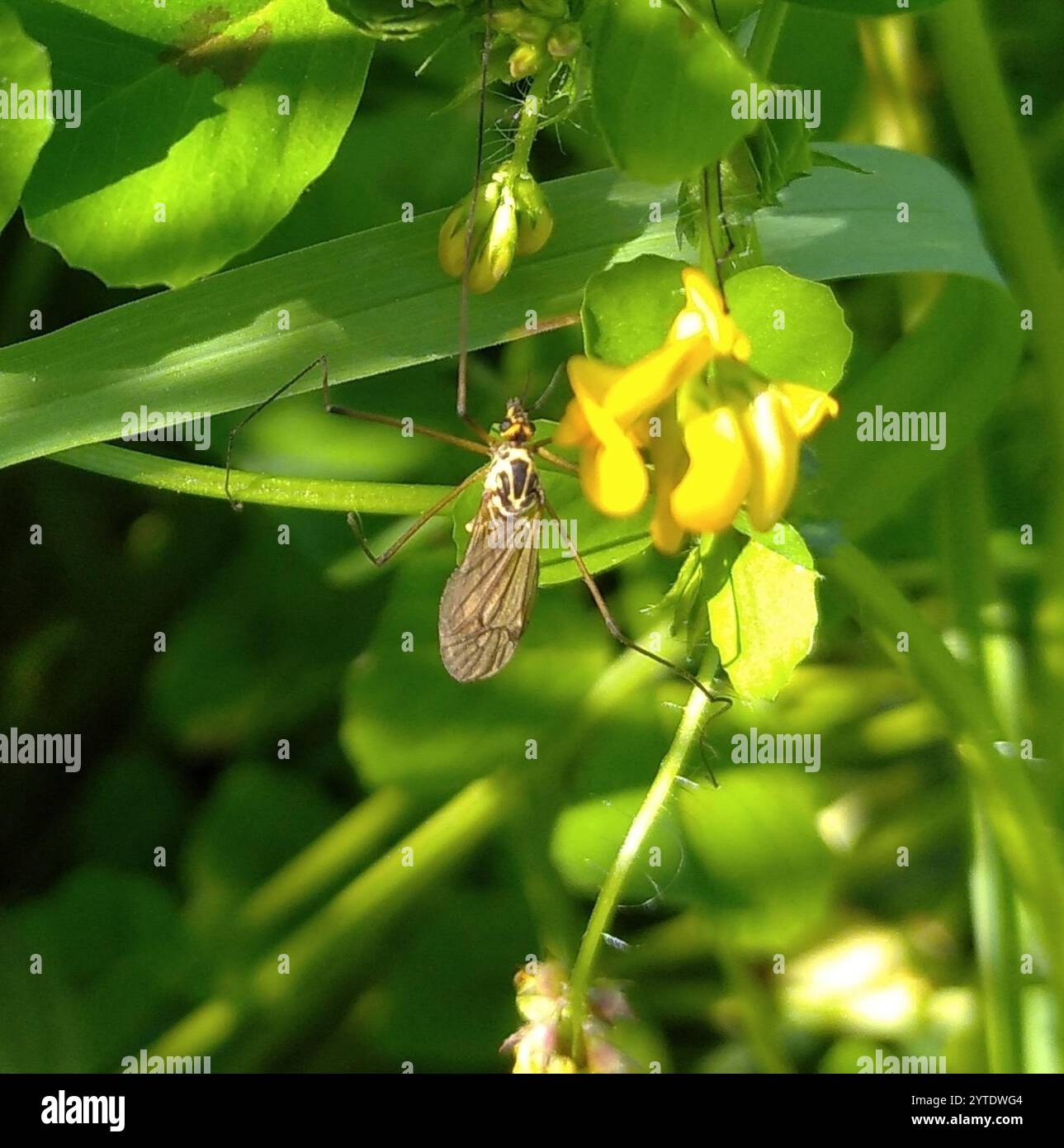Spotted Cranefly (Nephrotoma appendiculata Stock Photo - Alamy