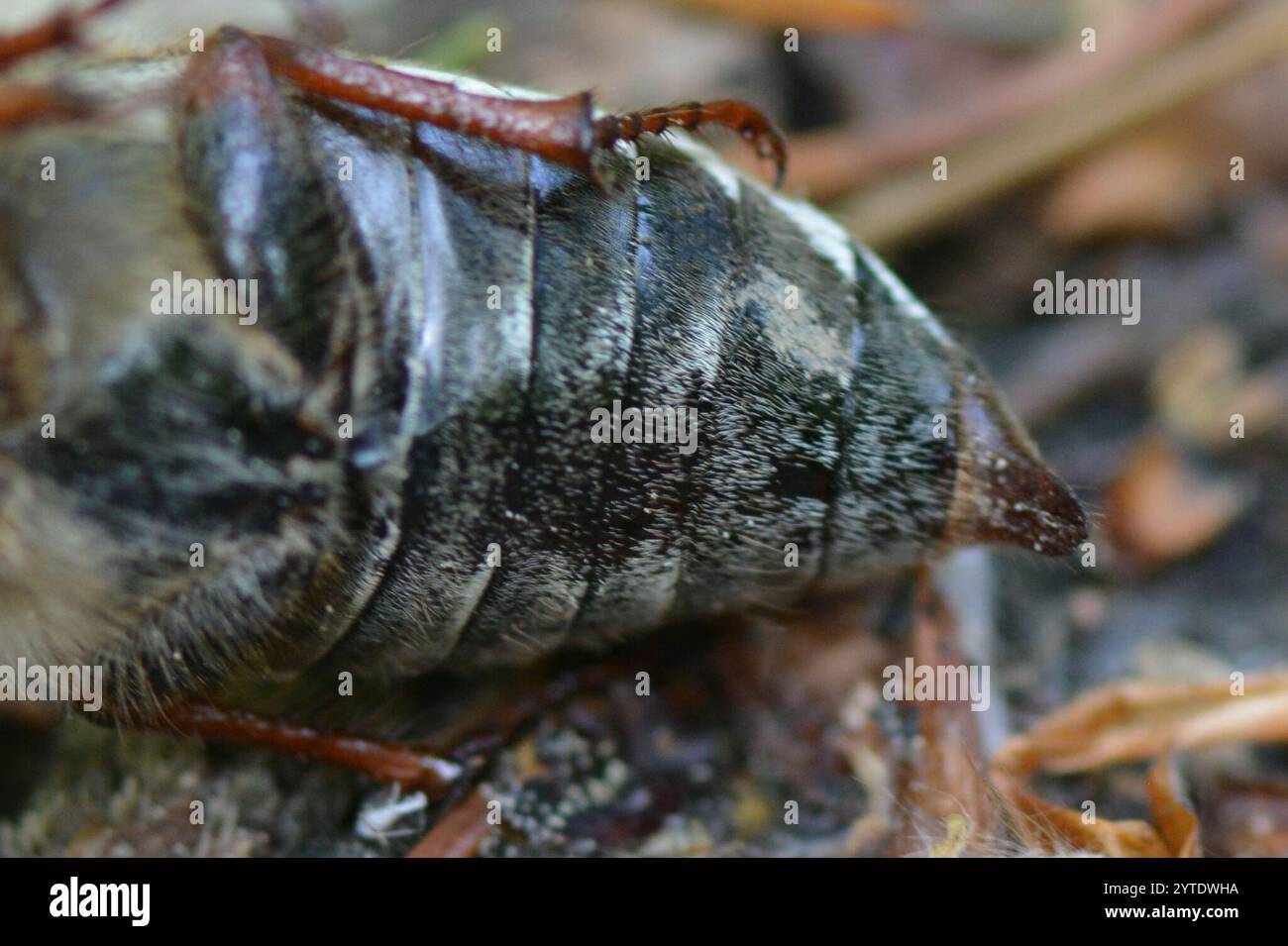 Common Cockchafer (Melolontha melolontha Stock Photo - Alamy