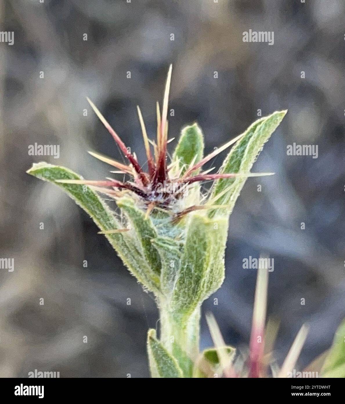 Maltese star-thistle (Centaurea melitensis Stock Photo - Alamy