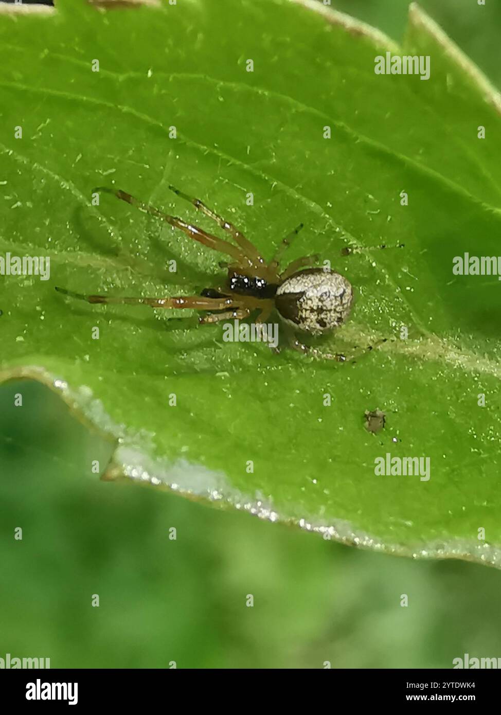 Banded Comb-Footed Spider (Anelosimus vittatus Stock Photo - Alamy