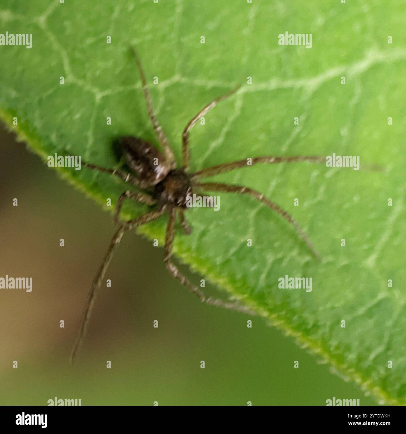 Crab Spiders (Thomisidae Stock Photo - Alamy