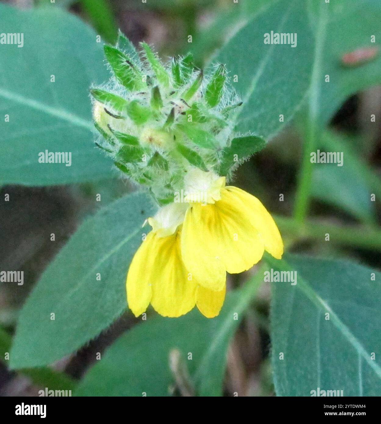 Yellow Justicia (Justicia flava Stock Photo - Alamy