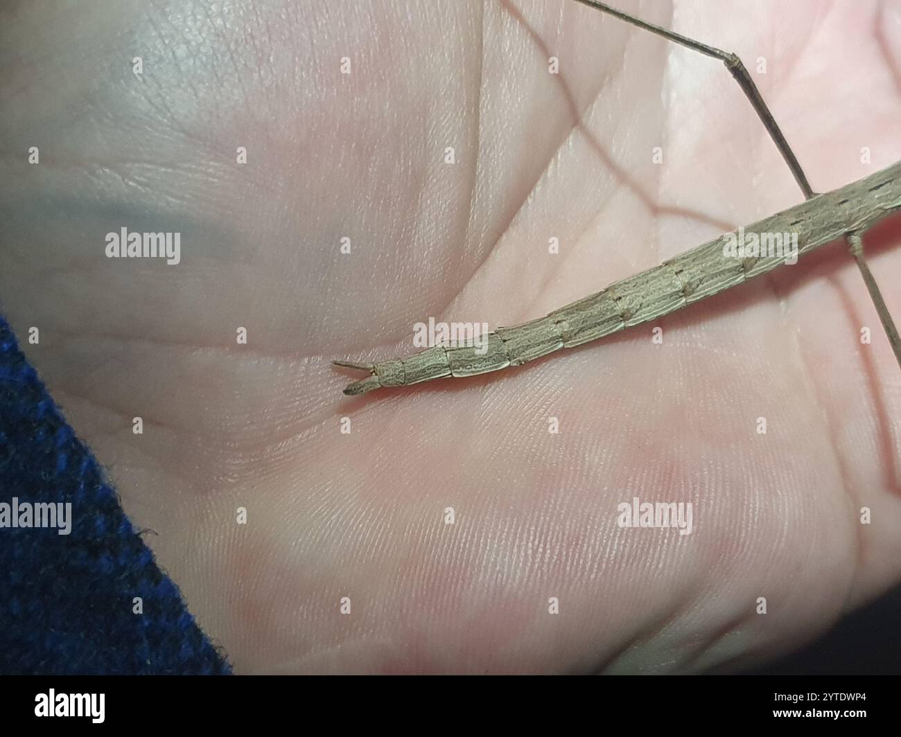Stick Insects (Phasmida Stock Photo - Alamy