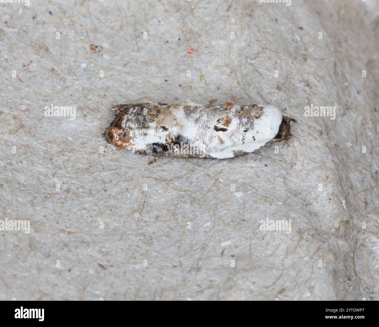 Snowy-shouldered Acleris Moth (Acleris nivisellana Stock Photo - Alamy