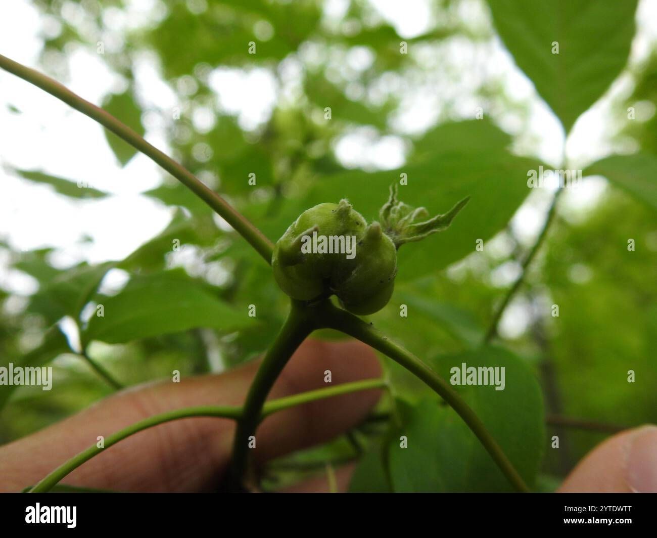 box elder gall midge (Contarinia negundinis Stock Photo - Alamy