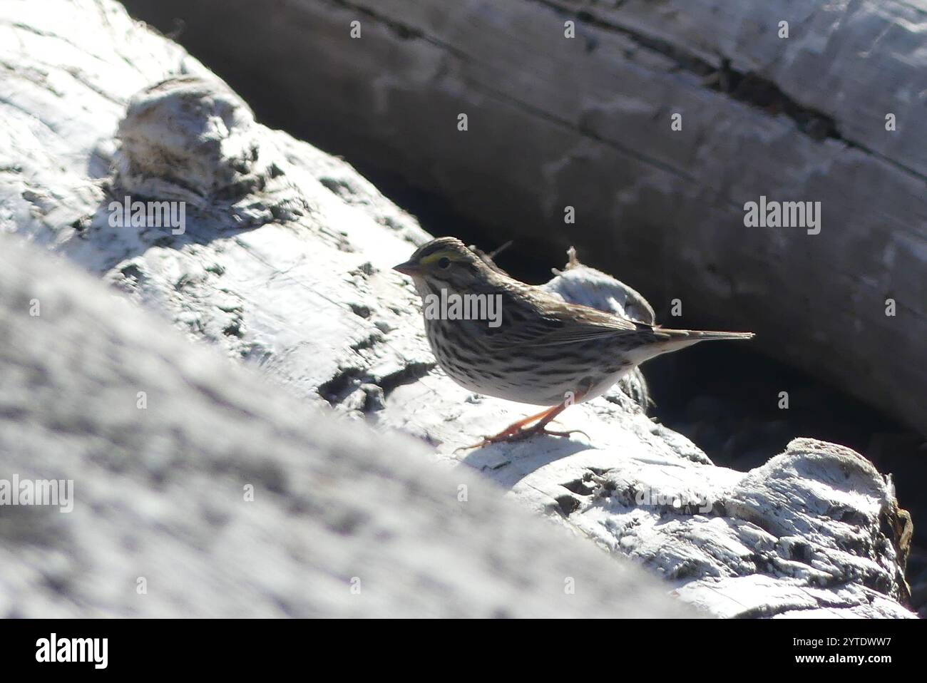 Savannah Sparrow (Passerculus sandwichensis Stock Photo - Alamy