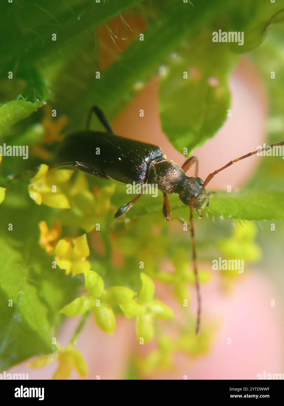 common grammoptera (Grammoptera ruficornis Stock Photo - Alamy