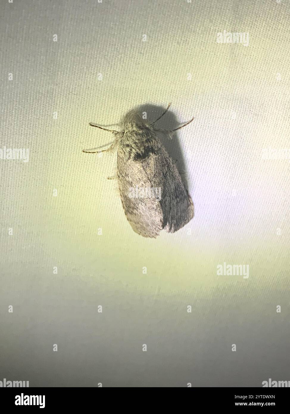 Variable Oakleaf Caterpillar Moth (Lochmaeus manteo Stock Photo - Alamy