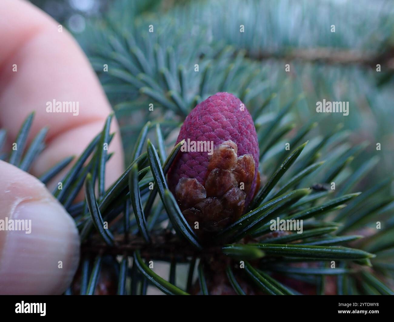 Sitka spruce (Picea sitchensis Stock Photo - Alamy