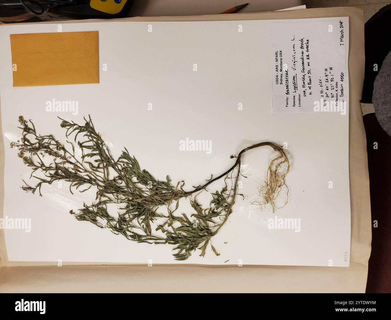 Virginia pepperweed (Lepidium virginicum Stock Photo - Alamy