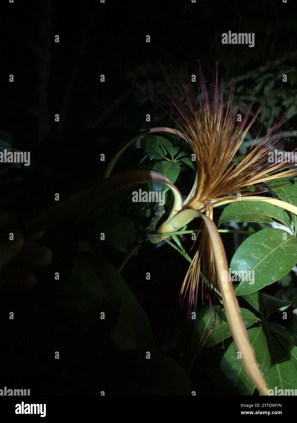 Provision tree pachira aquatica hi-res stock photography and images - Alamy