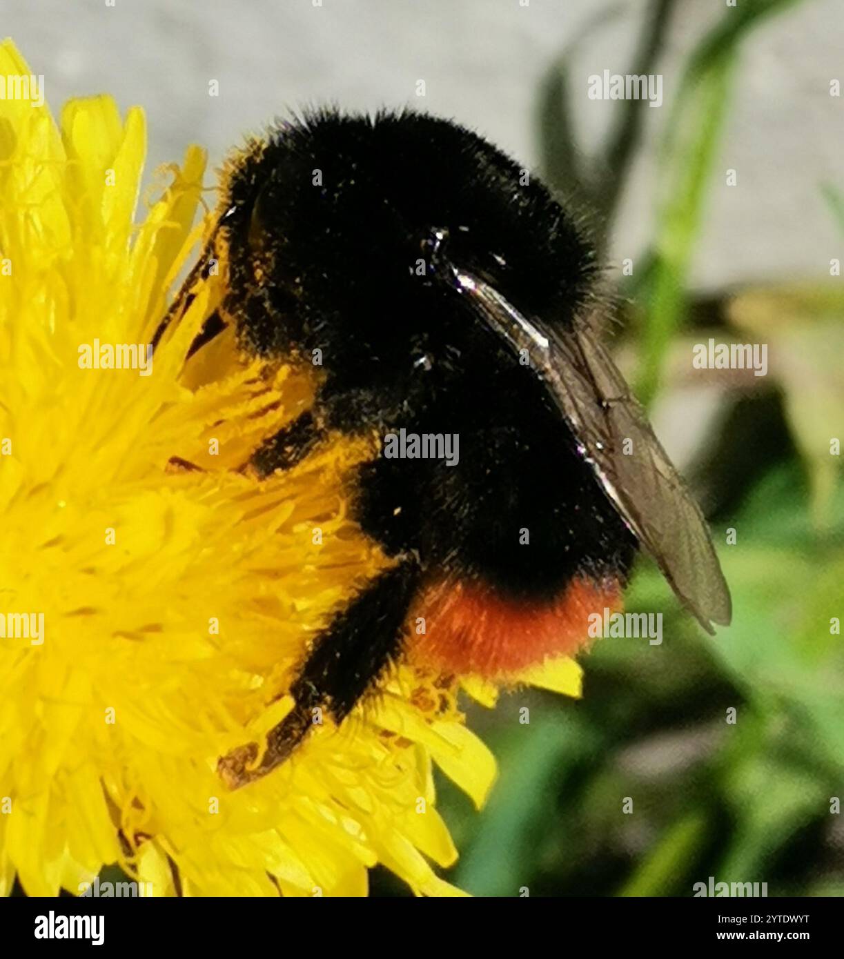 Red-tailed Bumble Bee (Bombus lapidarius Stock Photo - Alamy