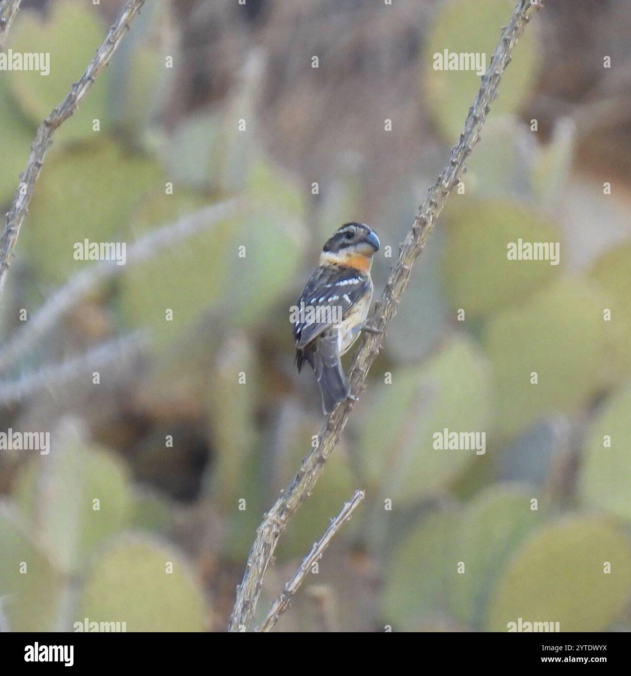 Black-headed Grosbeak (Pheucticus melanocephalus Stock Photo - Alamy