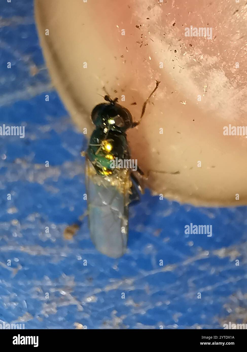 Black-horned Gem Fly (Microchrysa polita Stock Photo - Alamy