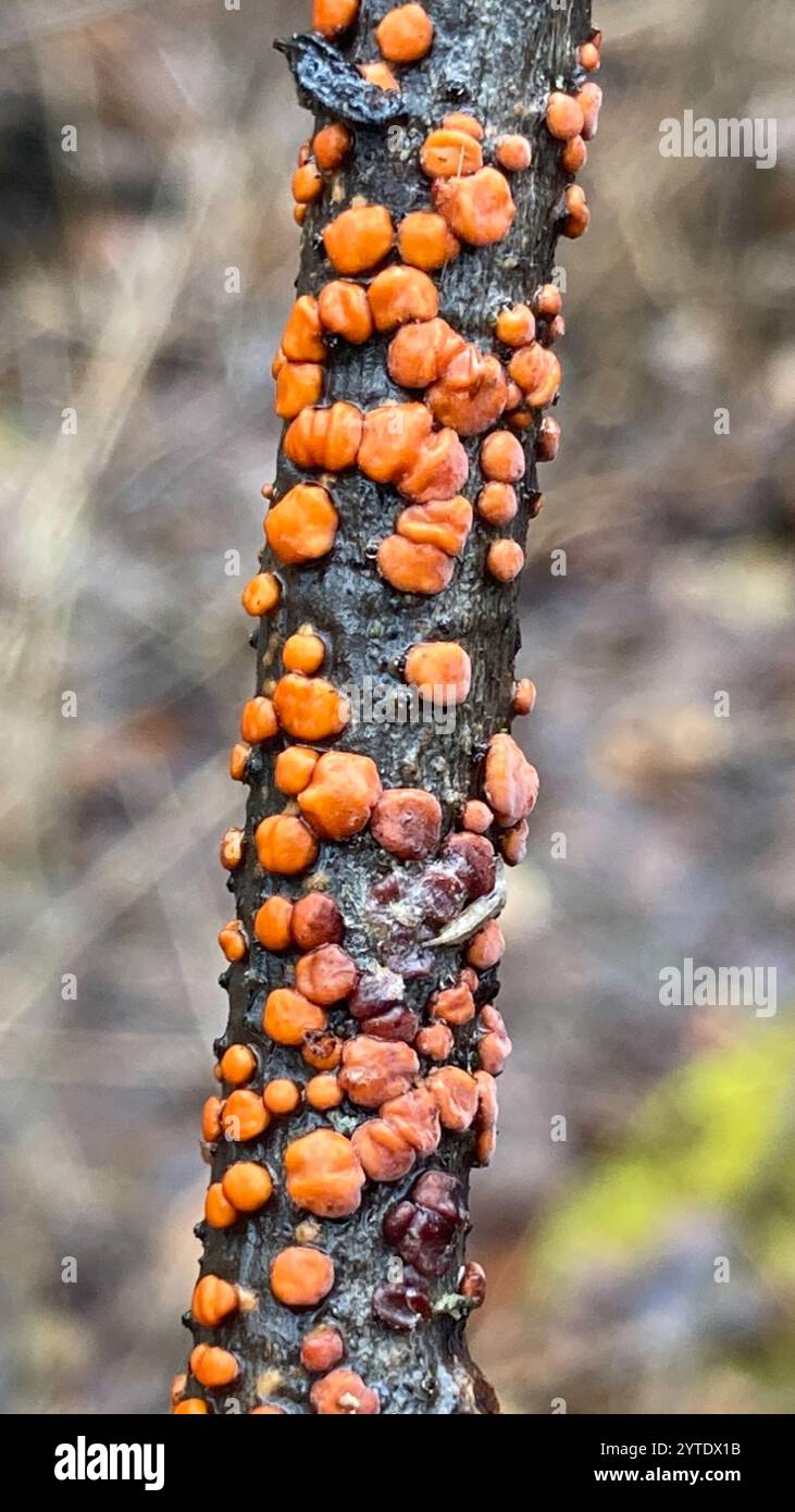 Red Tree Brain Fungus (Peniophora rufa Stock Photo - Alamy