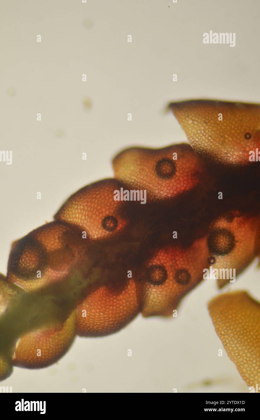 Cut Notchwort (Lophoziopsis excisa Stock Photo - Alamy