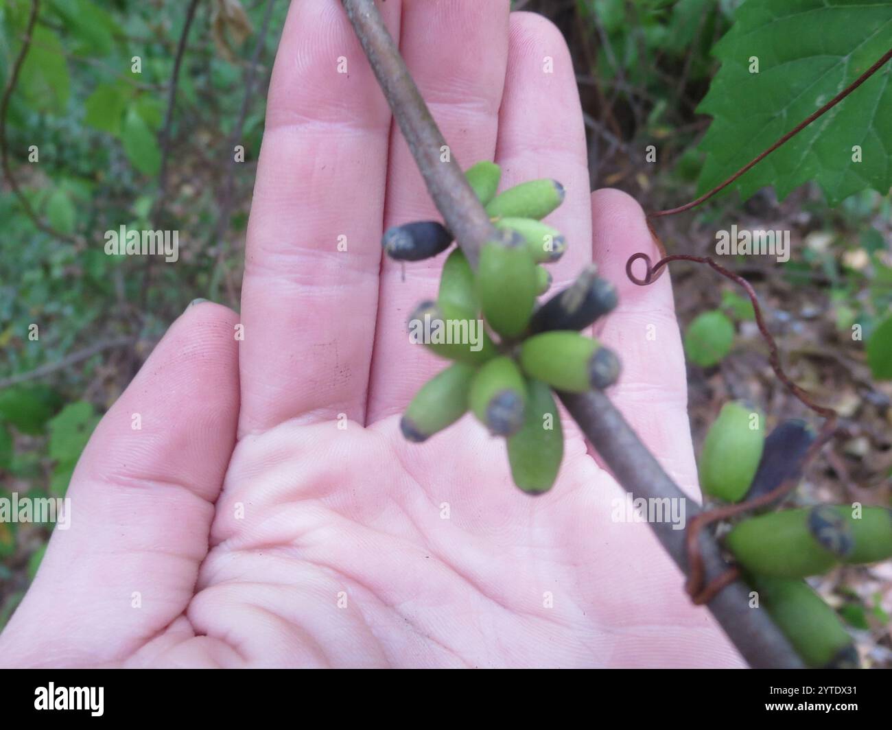 Sweetleaf (Symplocos tinctoria Stock Photo - Alamy