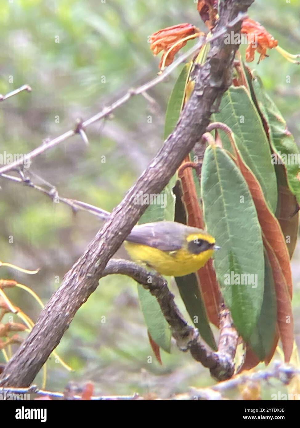 Yellow-bellied Fairy-Fantail (Chelidorhynx hypoxanthus Stock Photo - Alamy