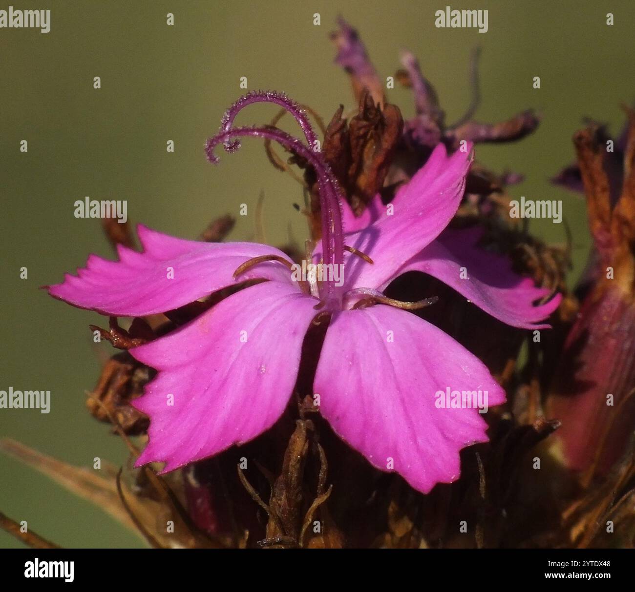 Dianthus capitatus hi-res stock photography and images - Alamy