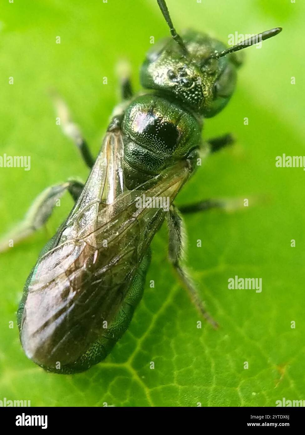 Small Carpenter Bees (Ceratina Stock Photo - Alamy