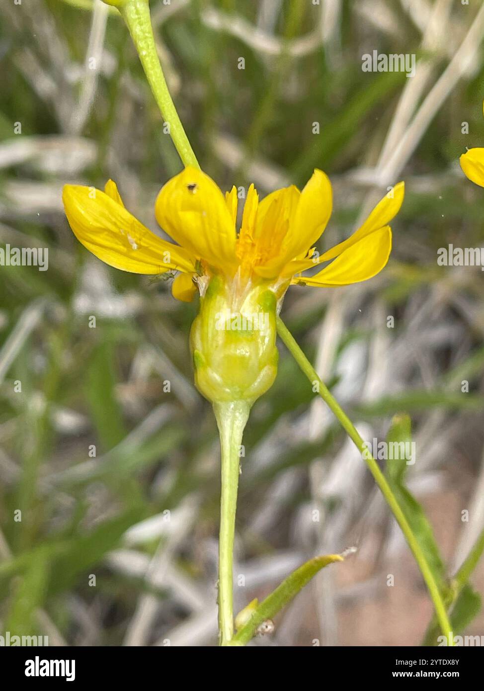 Thrift Mock Goldenweed (Stenotus armerioides Stock Photo - Alamy