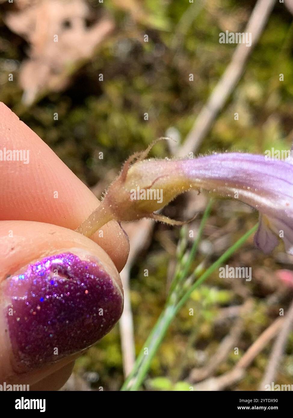 oneflower broomrape (Aphyllon purpureum Stock Photo - Alamy