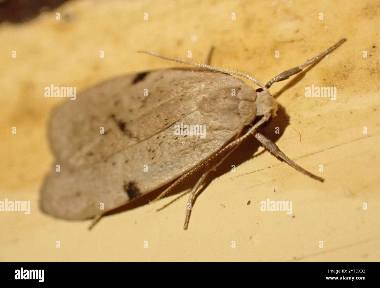 Underwing, Tiger, Tussock, and Allied Moths (Erebidae Stock Photo - Alamy