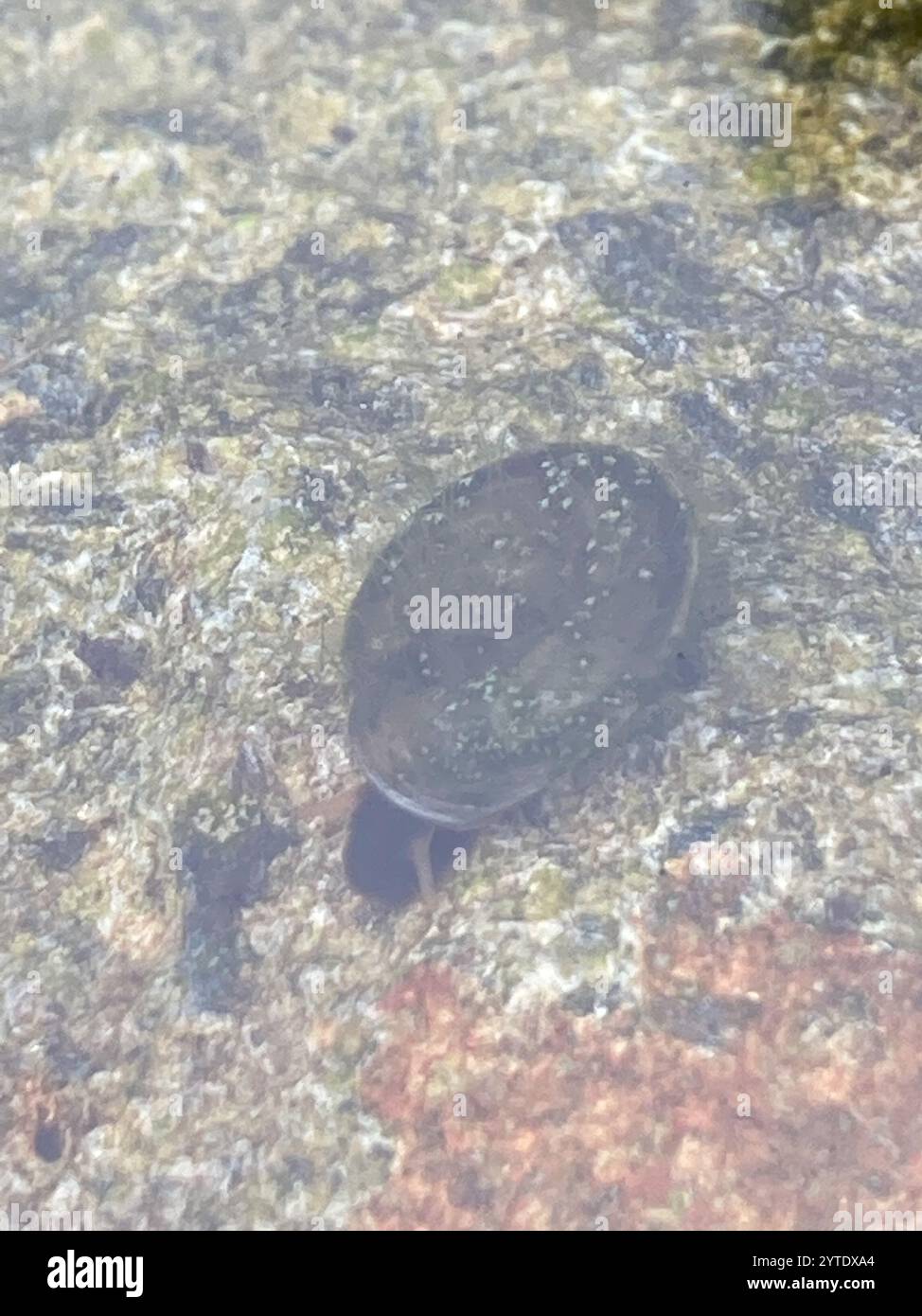 Pond Snails, Bladder Snails, and Allies (Lymnaeoidea Stock Photo - Alamy