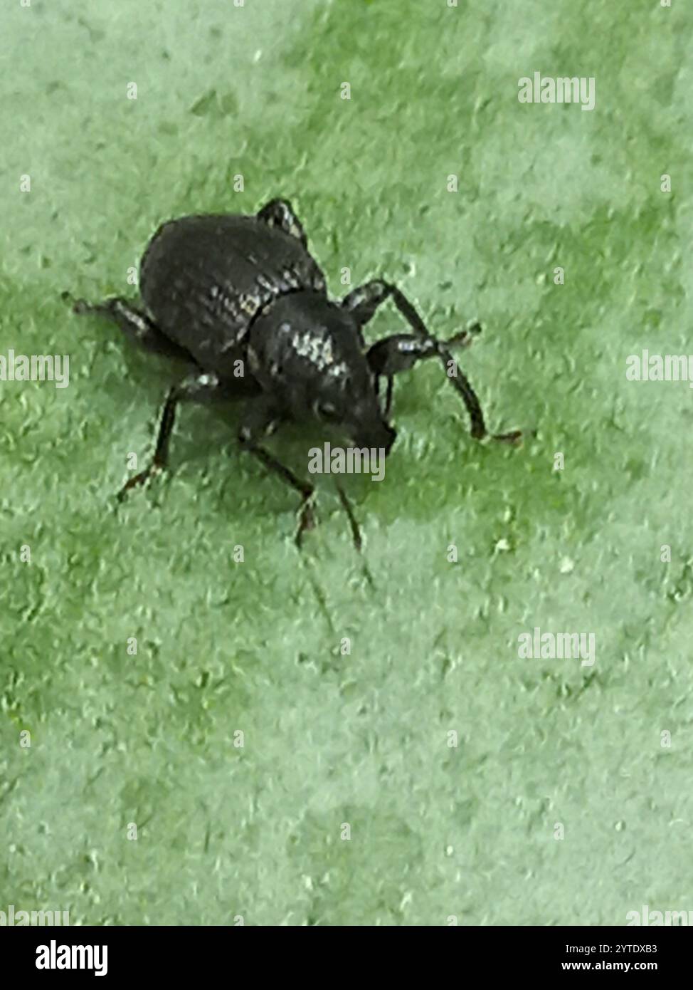 Broad-nosed Weevils (Entiminae Stock Photo - Alamy