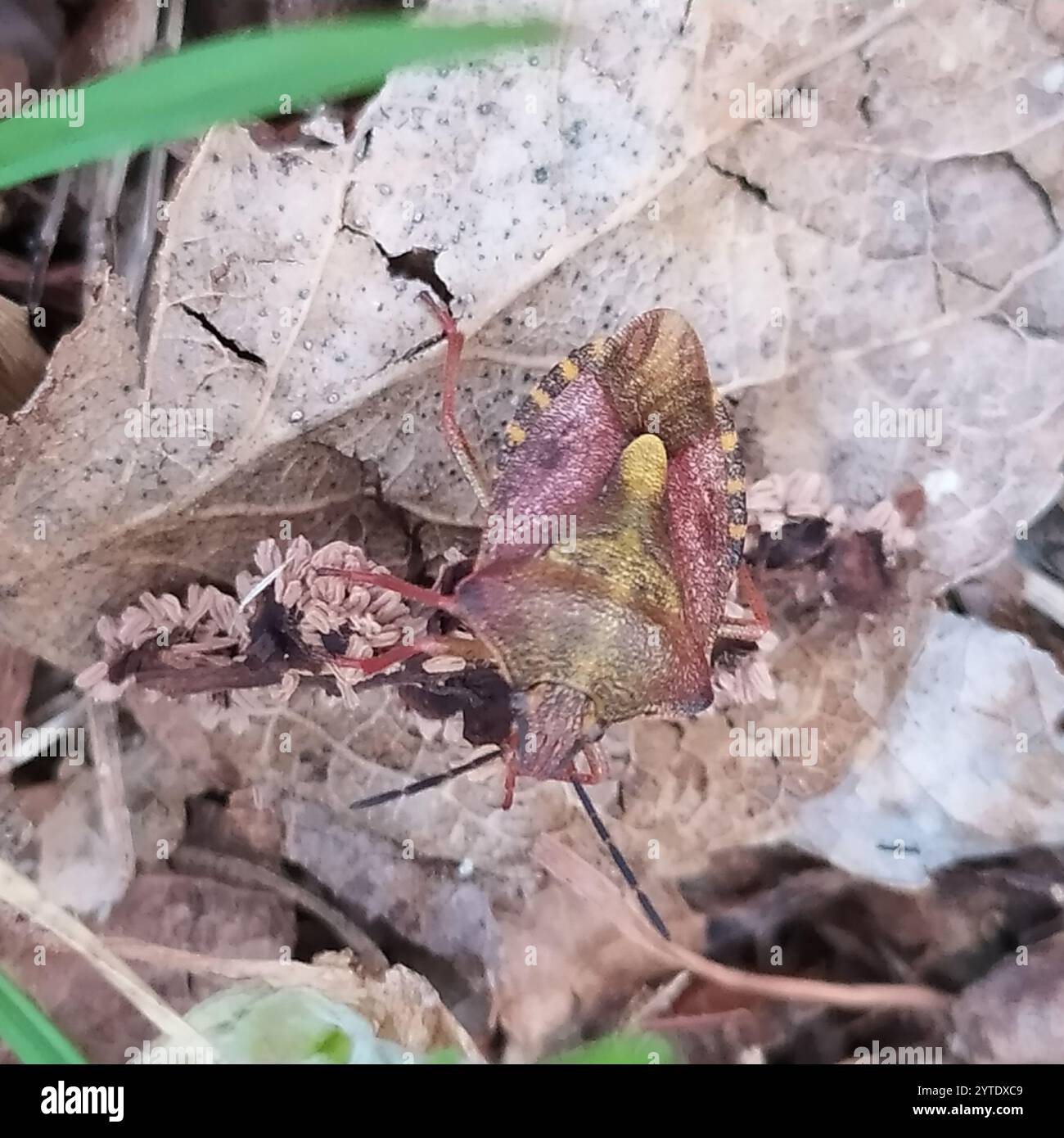 Black-shouldered Shieldbug (Carpocoris purpureipennis Stock Photo - Alamy