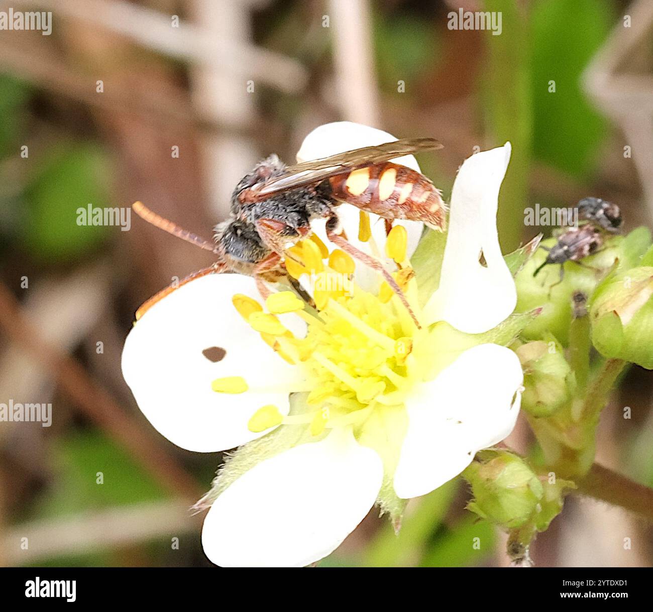 Nomad Bees (Nomada Stock Photo - Alamy