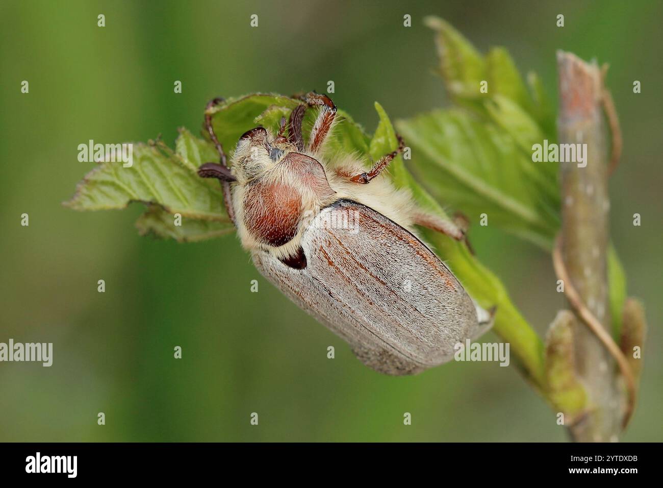 Chestnut cockchafer (Melolontha hippocastani Stock Photo - Alamy