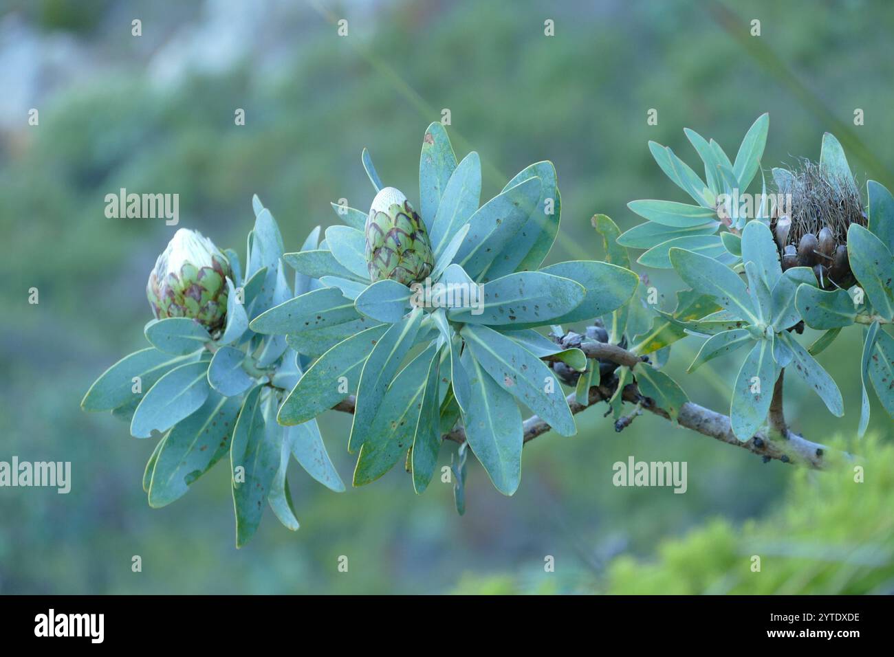 Wagon Tree (Protea nitida Stock Photo - Alamy