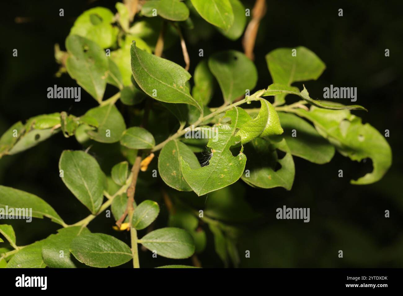 Rusty Willow (Salix atrocinerea Stock Photo - Alamy