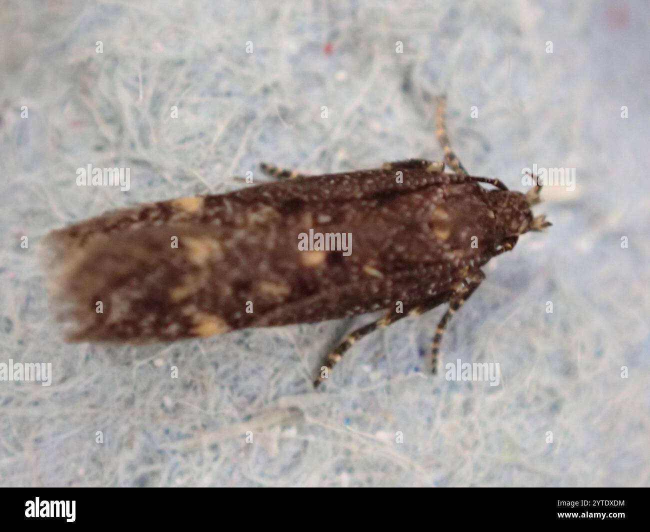 Dark Groundling (Bryotropha affinis Stock Photo - Alamy