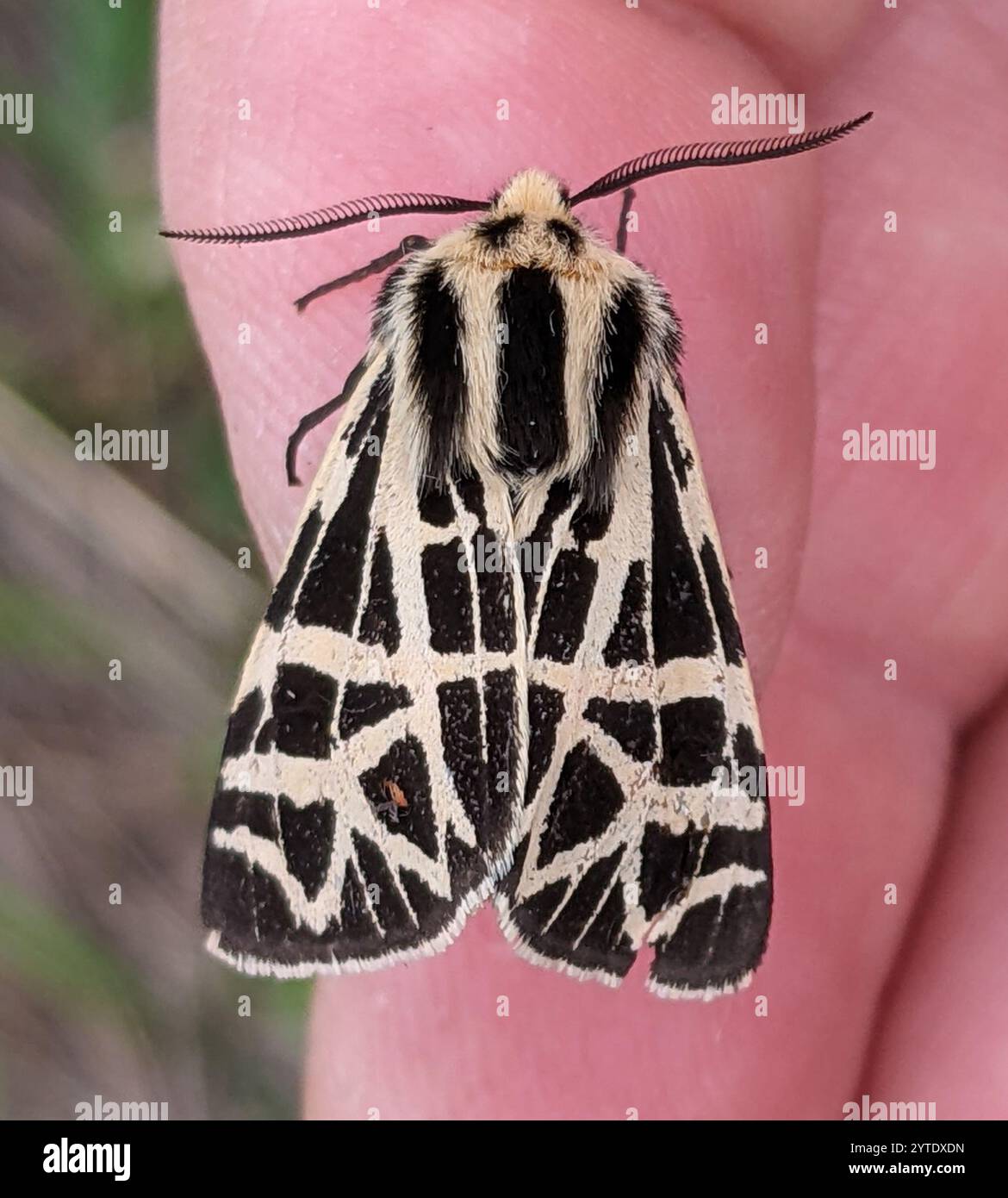 Ornate Tiger Moth (Apantesis ornata Stock Photo - Alamy