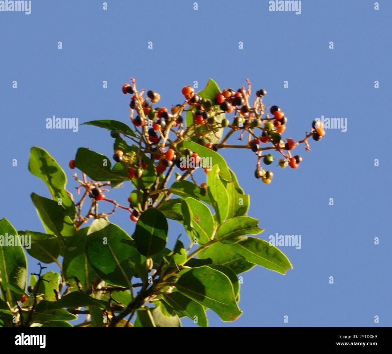 Apodytes dimidiata hi-res stock photography and images - Alamy