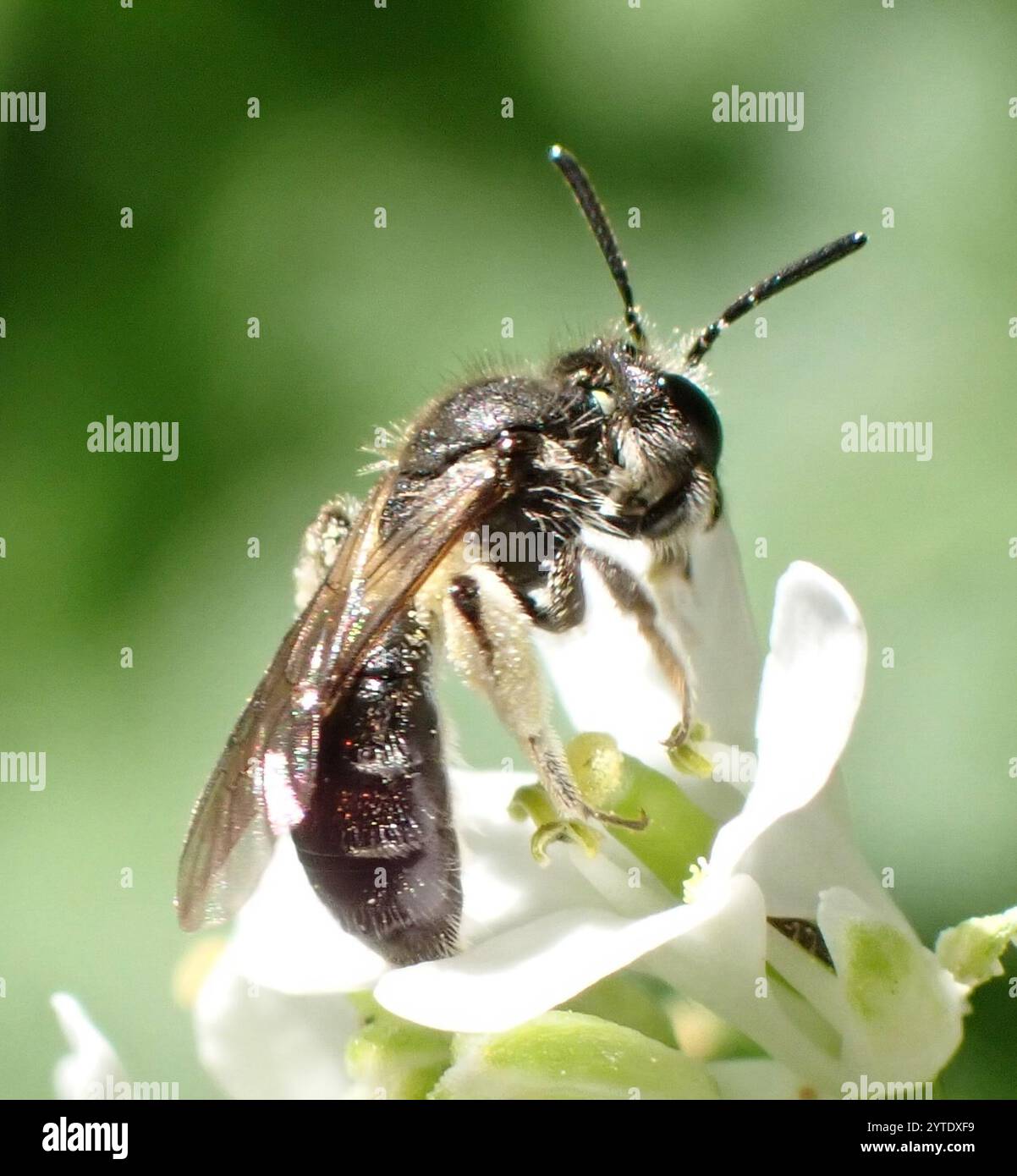 Mining Bees (Andrena Stock Photo - Alamy