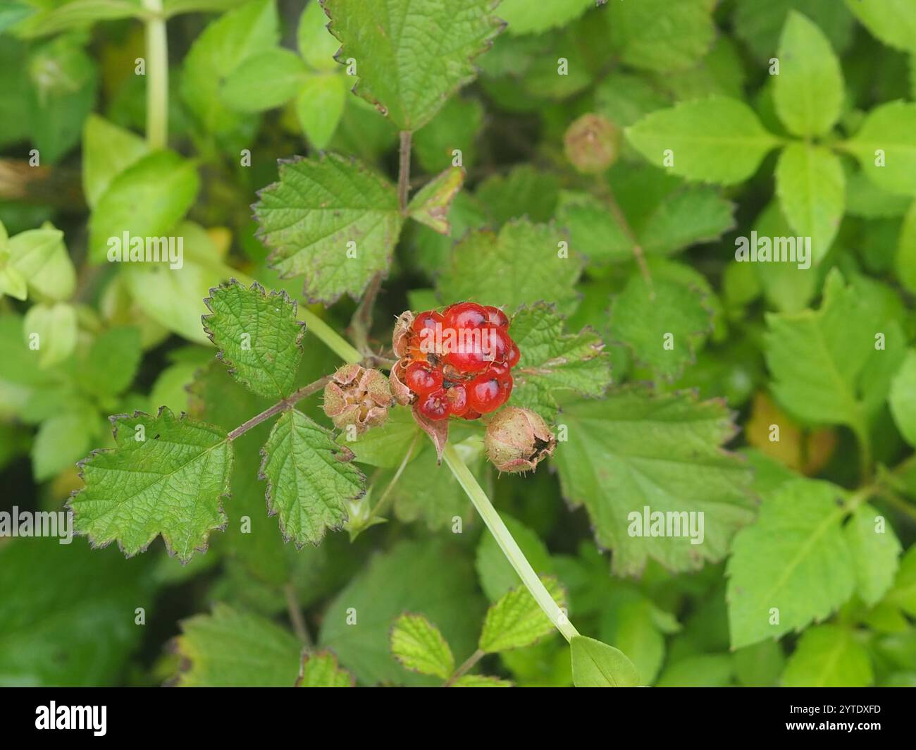 Rubus parvifolius hi-res stock photography and images - Alamy