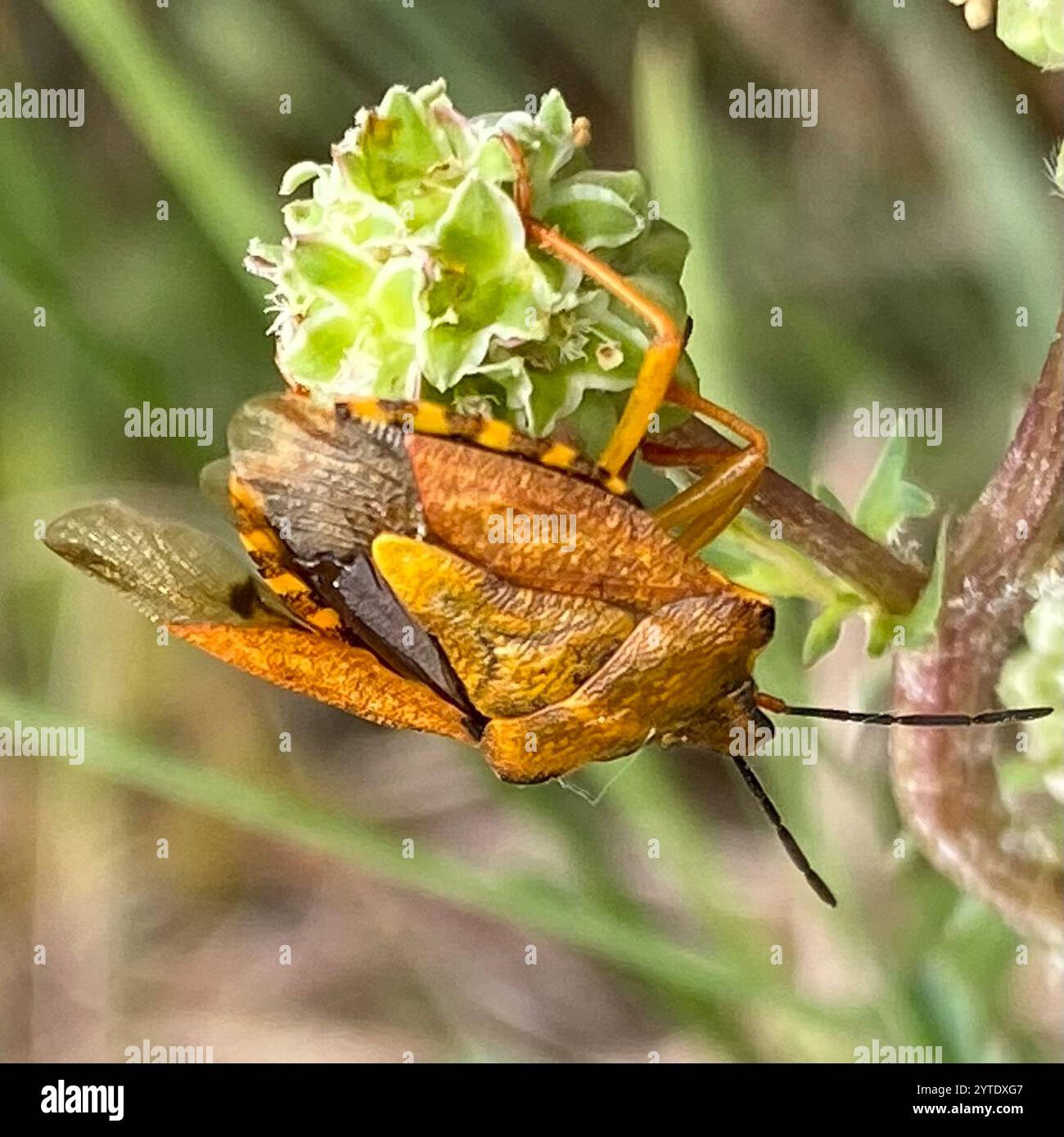 Black-shouldered Shieldbug (Carpocoris purpureipennis Stock Photo - Alamy