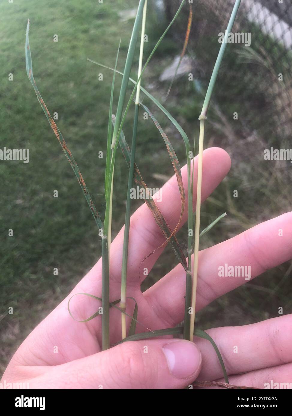 King Ranch bluestem (Bothriochloa ischaemum songarica Stock Photo - Alamy