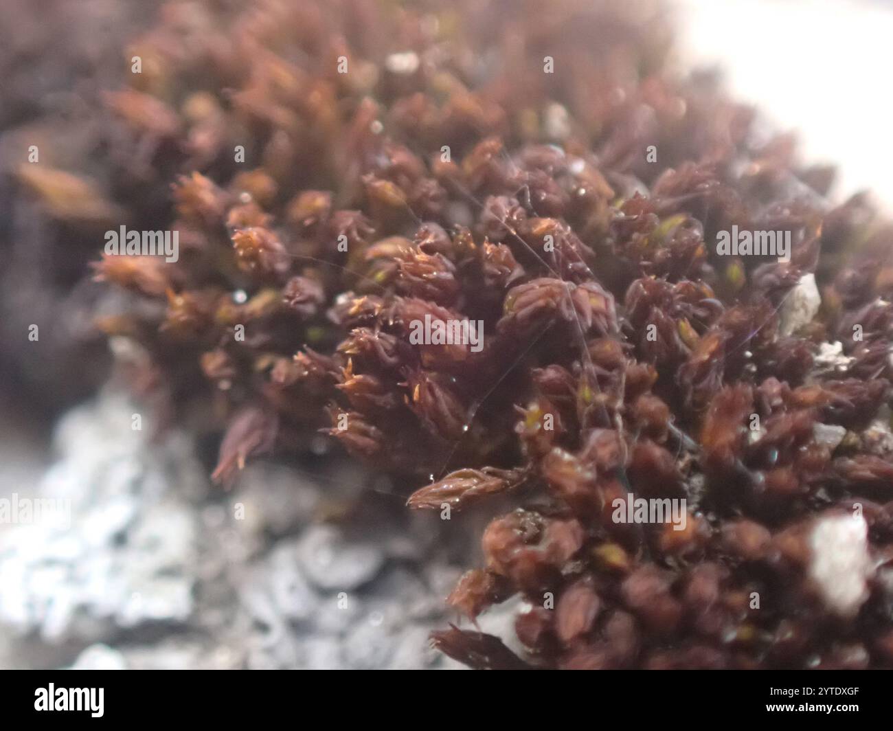 Black Rock Moss (Andreaea rupestris Stock Photo - Alamy