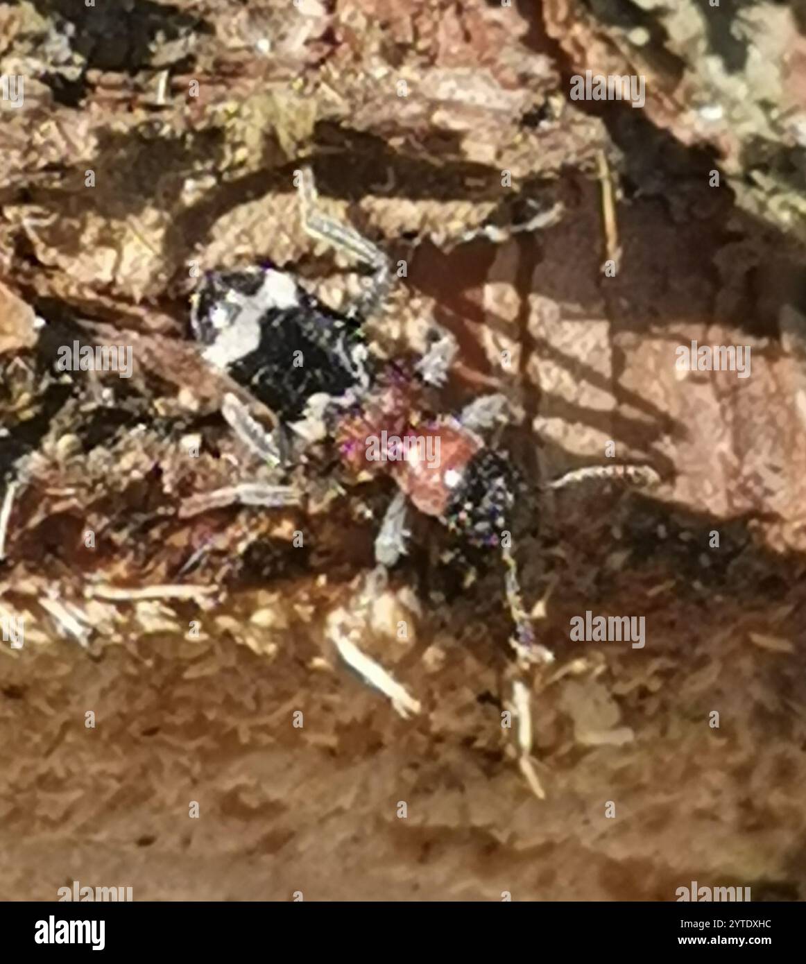European Red-bellied Clerid (Thanasimus formicarius Stock Photo - Alamy