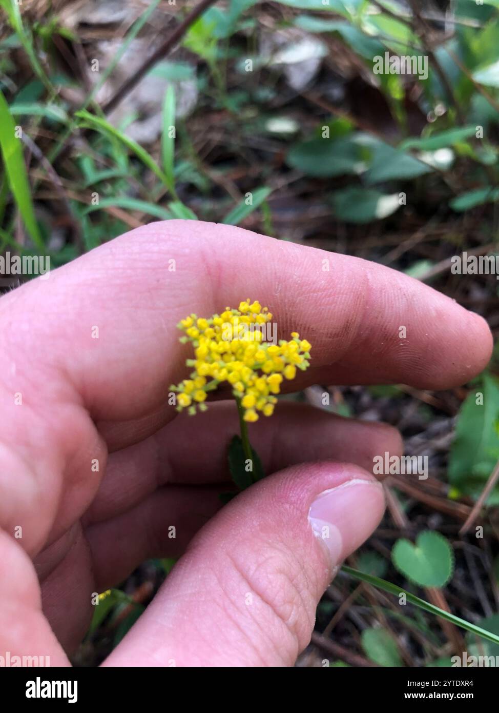 heart-leaf golden Alexanders (Zizia aptera Stock Photo - Alamy
