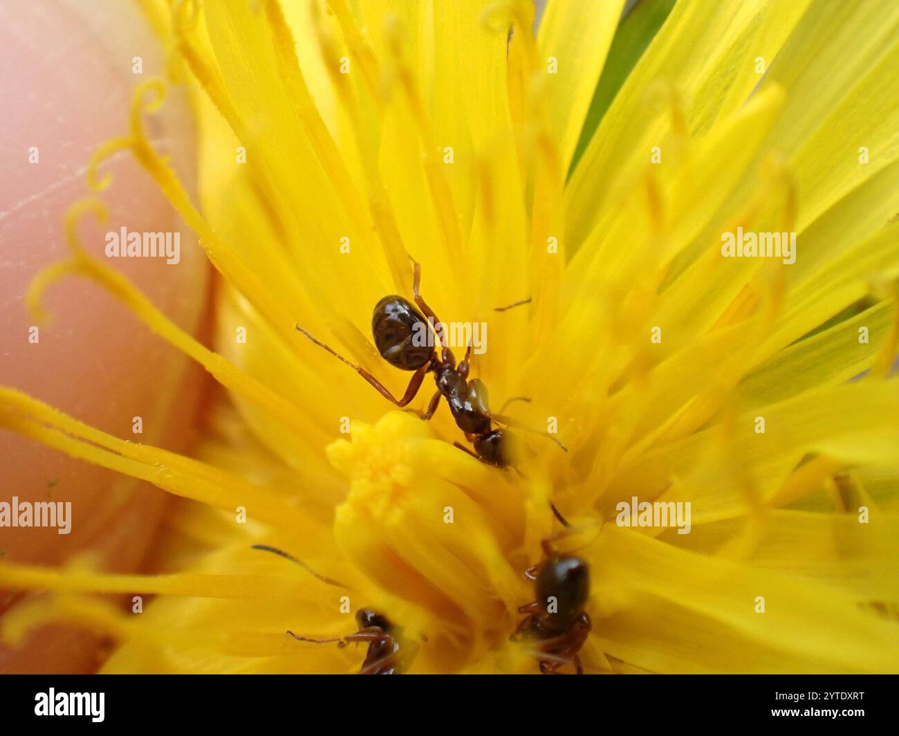 New World Black Ant (Formica neogagates Stock Photo - Alamy